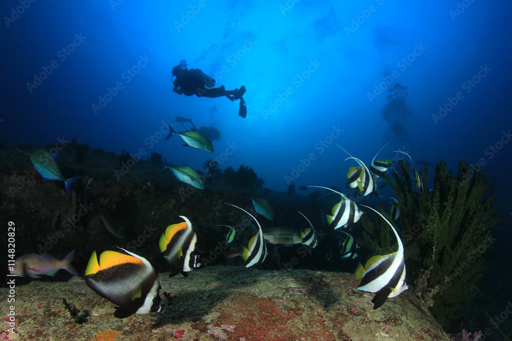 Yellowfin angelfish · Centropyge flavipectoralis · Reeflings Library