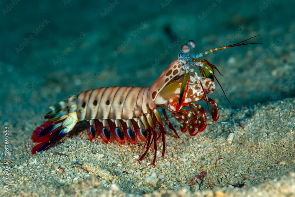 Peacock Mantis Shrimp · Gonodactylus bredini · Reeflings Library