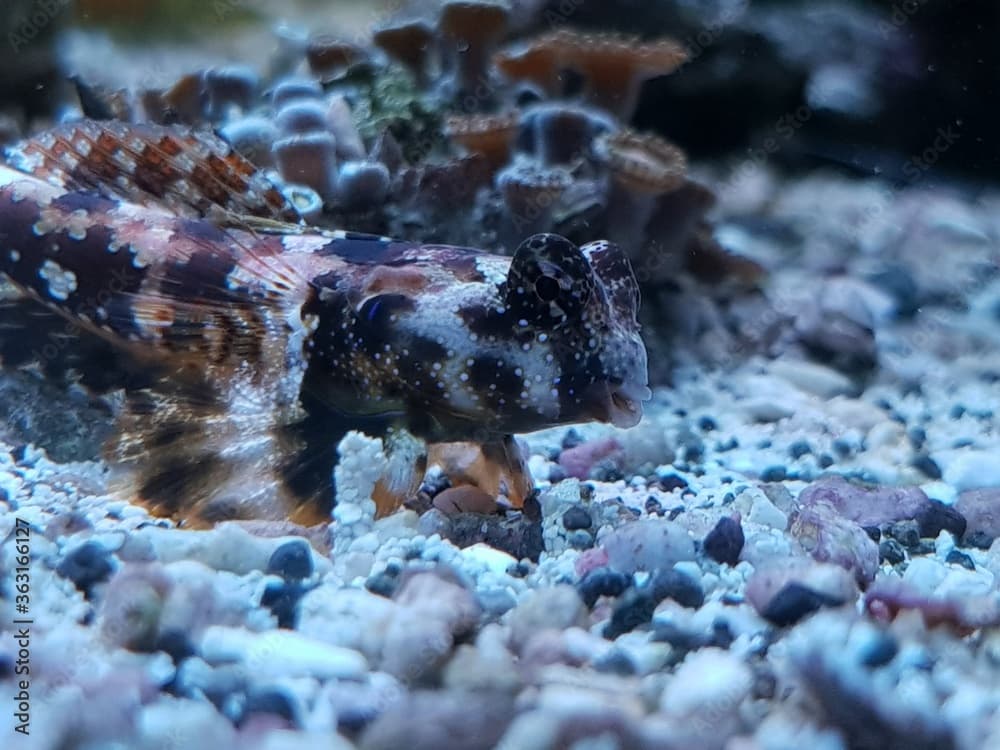 Scooter Blenny · Neosynchiropus ijimae · Reeflings Library