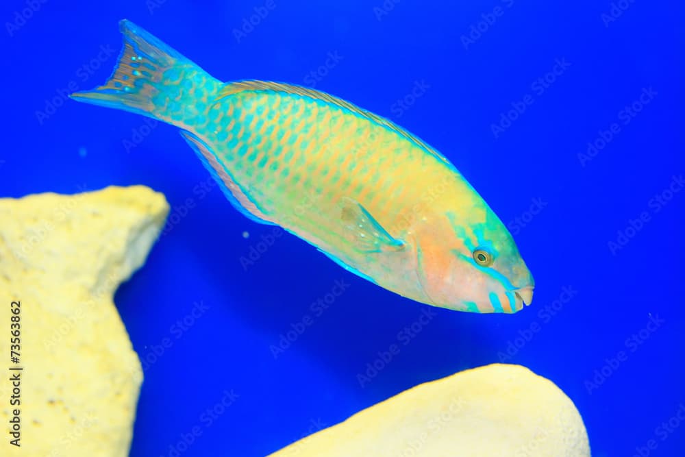 Common parrotfish · Scarus psittacus · Reeflings Library