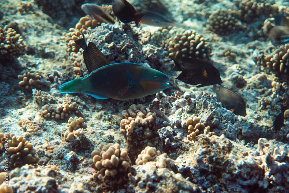 Common parrotfish · Scarus psittacus · Reeflings Library