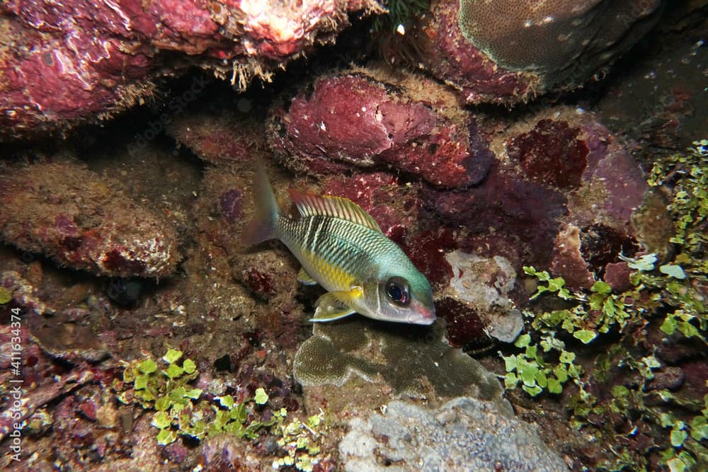 pearly monocle bream · Scolopsis margaritifera · Reeflings Library