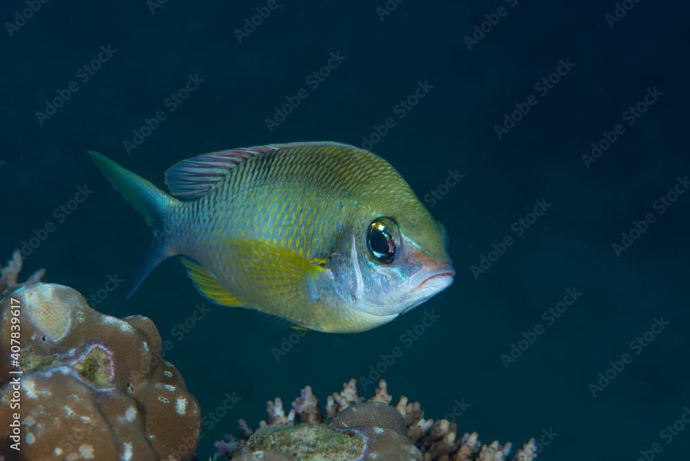 pearly monocle bream · Scolopsis margaritifera · Reeflings Library