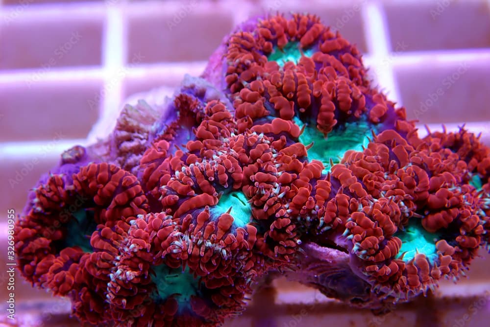 Branched cup coral · Blastomussa wellsi · Reeflings Library