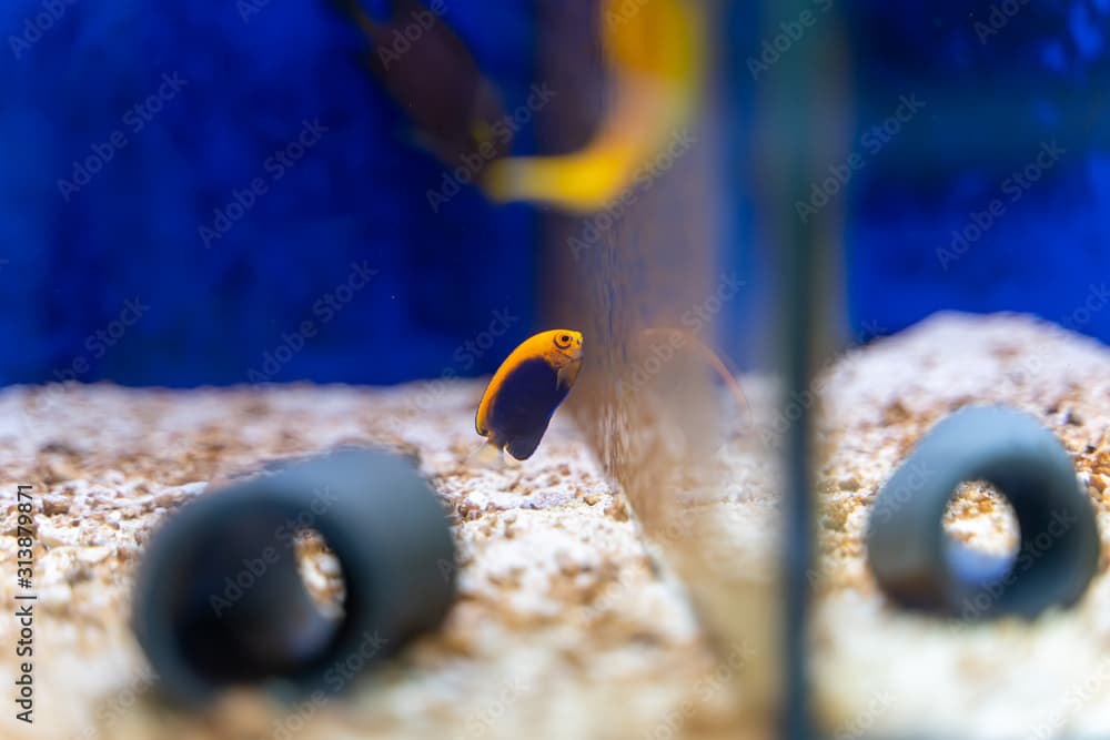 Flameback angelfish · Centropyge aurantonotus · Reeflings Library