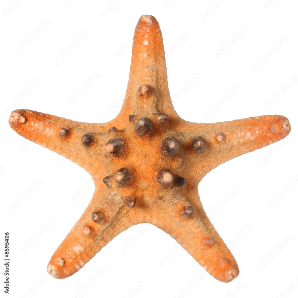 knobby star coral · Solenastrea hyades · Reeflings Library