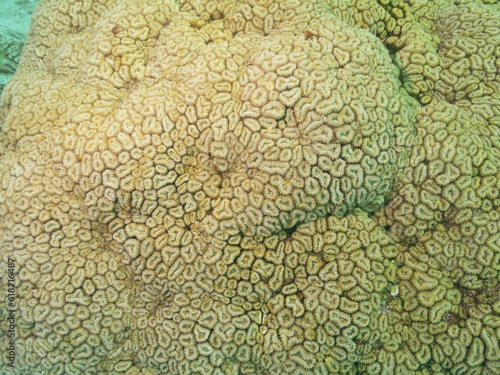 Lettuce Coral · Gardineroseris planulata · Reeflings Library