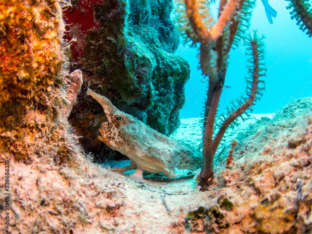 longnose batfish · Ogcocephalus nasutus · Reeflings Library