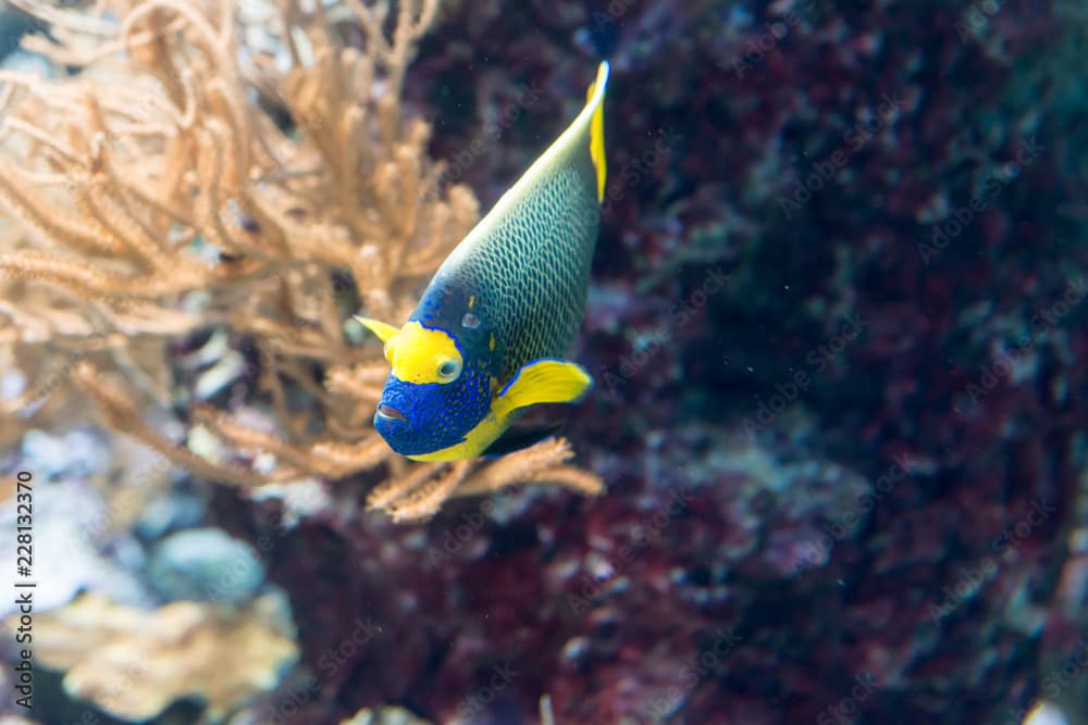 Dusky angelfish · Centropyge multispinis · Reeflings Library