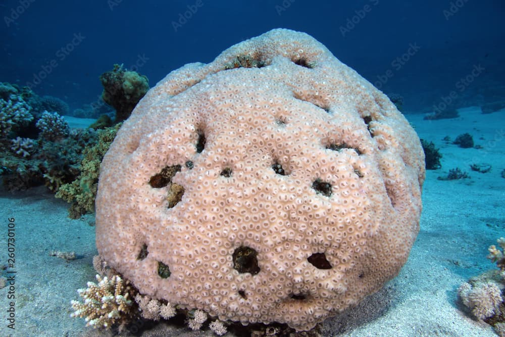 Honeycomb Coral · Favites vasta · Reeflings Library