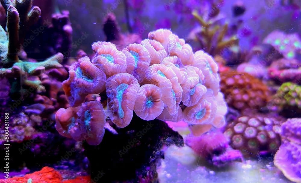 Finger coral · Caulastrea curvata · Reeflings Library