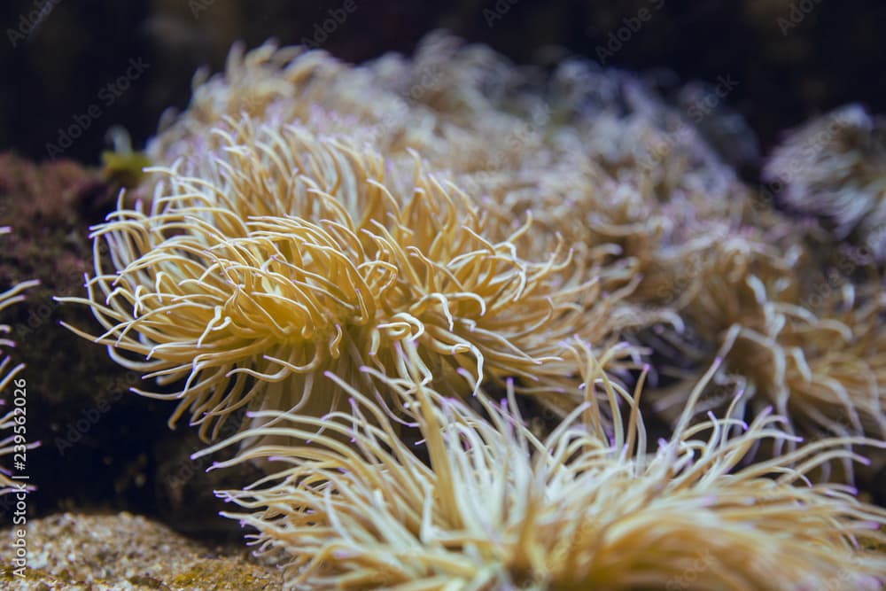 Giant Sun Polyp · Protopalythoa grandis · Reeflings Library