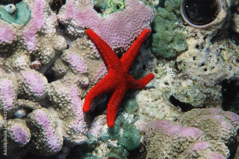Mottled Sea Star · Tosia australis · Reeflings Library