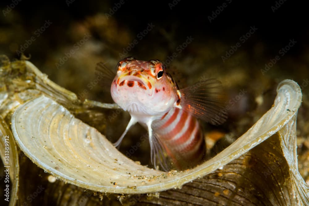 Red-barred shrimp-goby · Amblyeleotris fasciata · Reeflings Library
