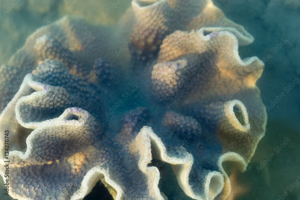 Disc coral · Turbinaria patula · Reeflings Library