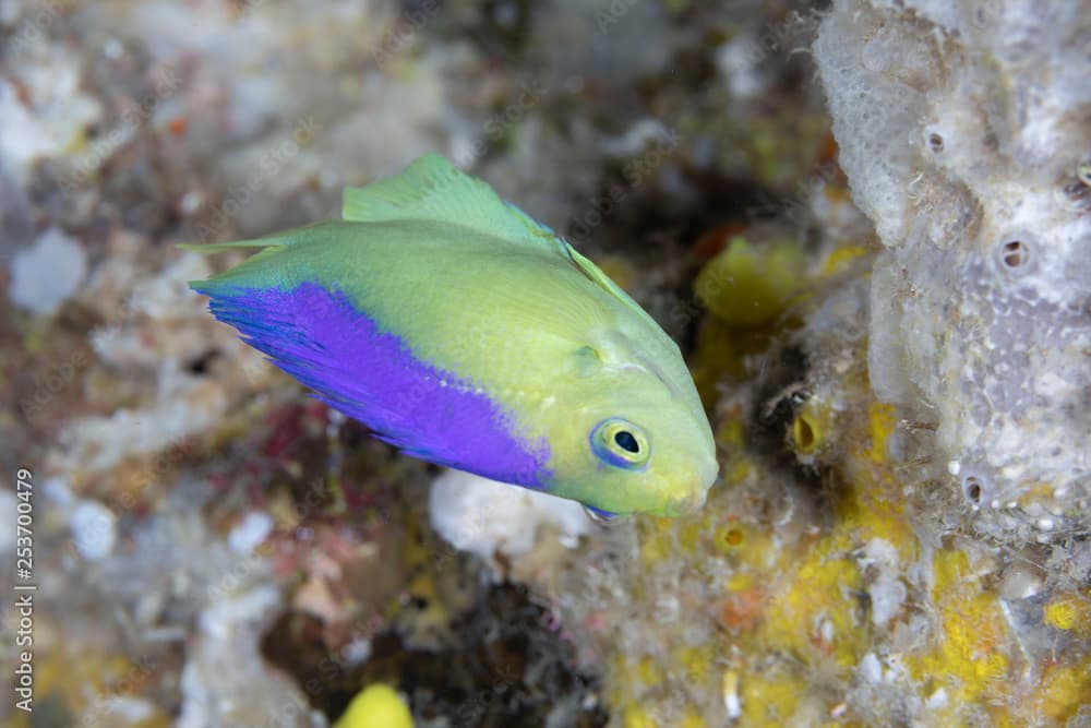 Cocos-Keeling angelfish · Centropyge colini · Reeflings Library