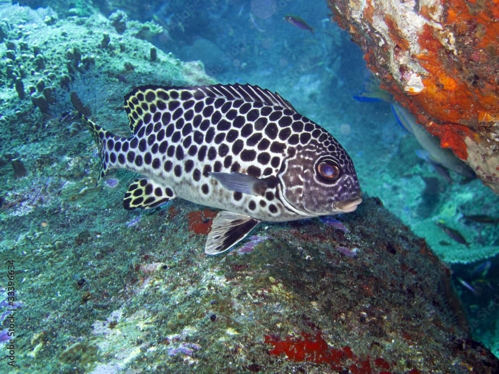 Painted sweetlips · Plectorhinchus picus · Reeflings Library