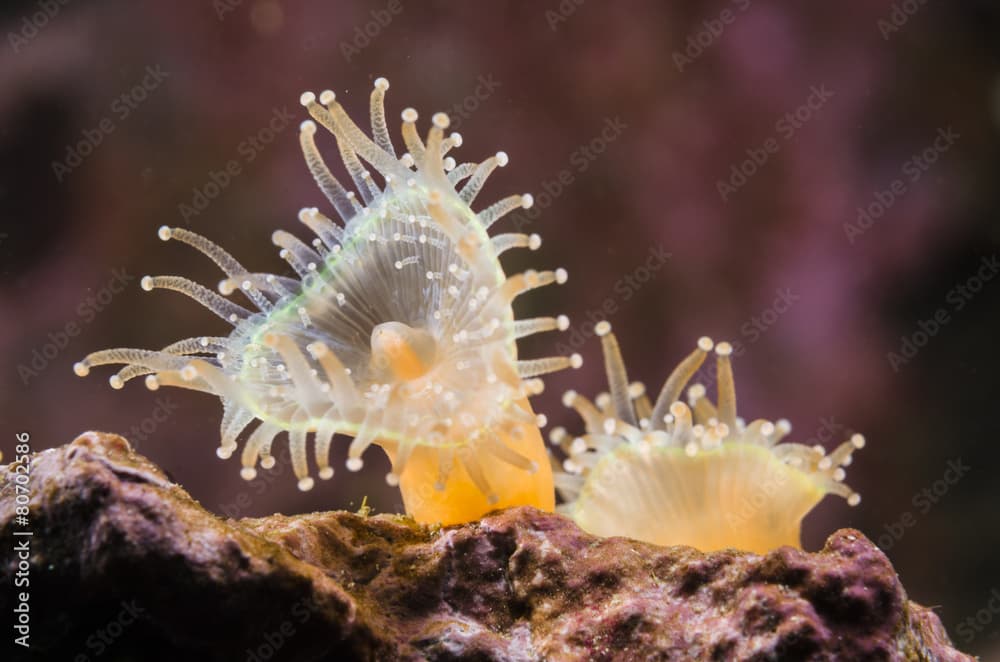 Jewel anemone · Corynactis viridis · Reeflings Library