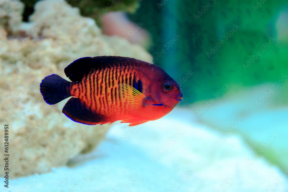 Twospine angelfish · Centropyge bispinosa · Reeflings Library