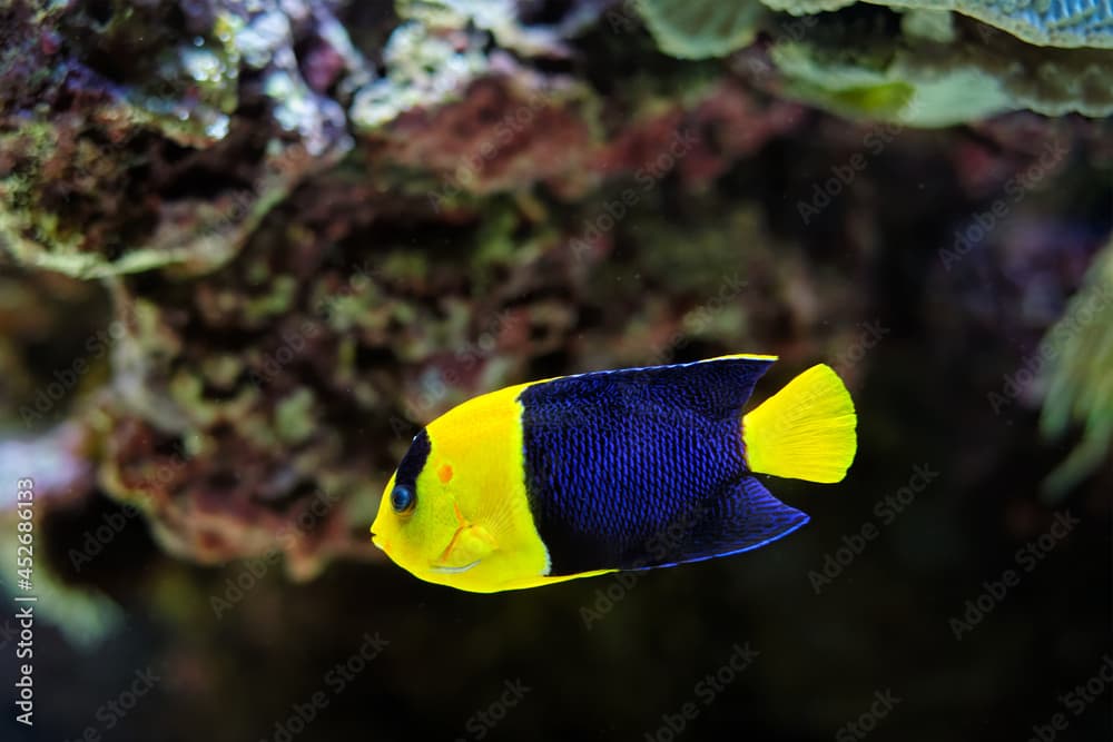 Bicolor angelfish · Centropyge bicolor · Reeflings Library
