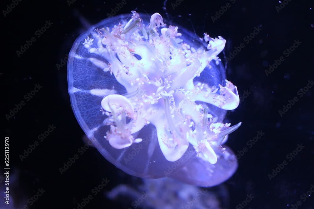 upside down jellyfish · Cassiopea andromeda · Reeflings Library