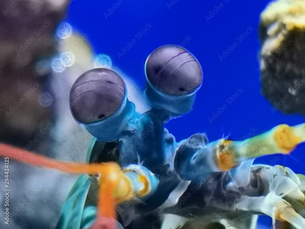 Peacock Mantis Shrimp · Gonodactylus smithii · Reeflings Library