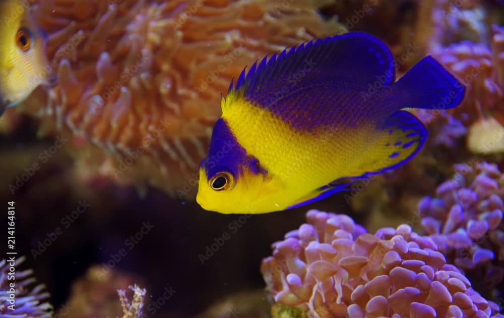 Purplemask angelfish · Centropyge venusta · Reeflings Library