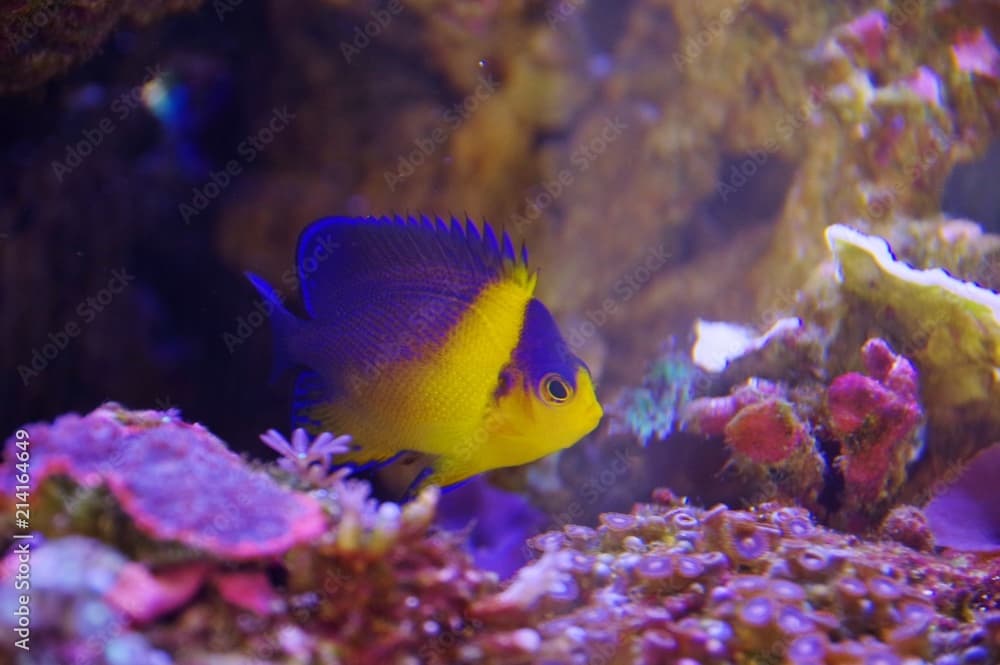 Purplemask angelfish · Centropyge venusta · Reeflings Library