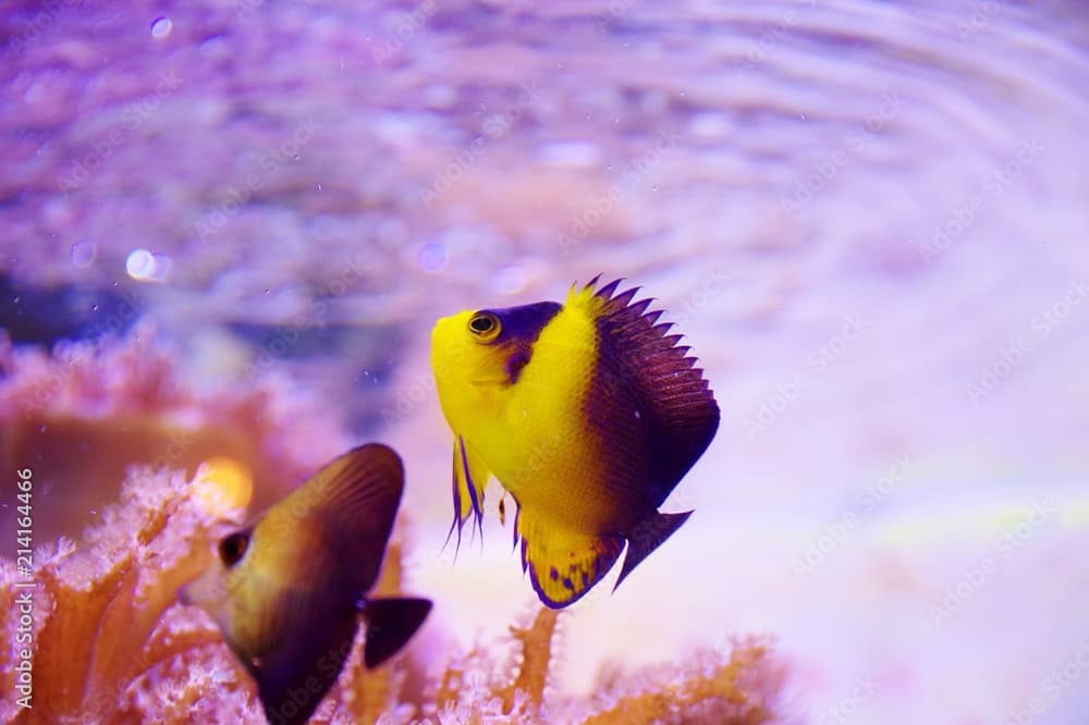 Purplemask angelfish · Centropyge venusta · Reeflings Library