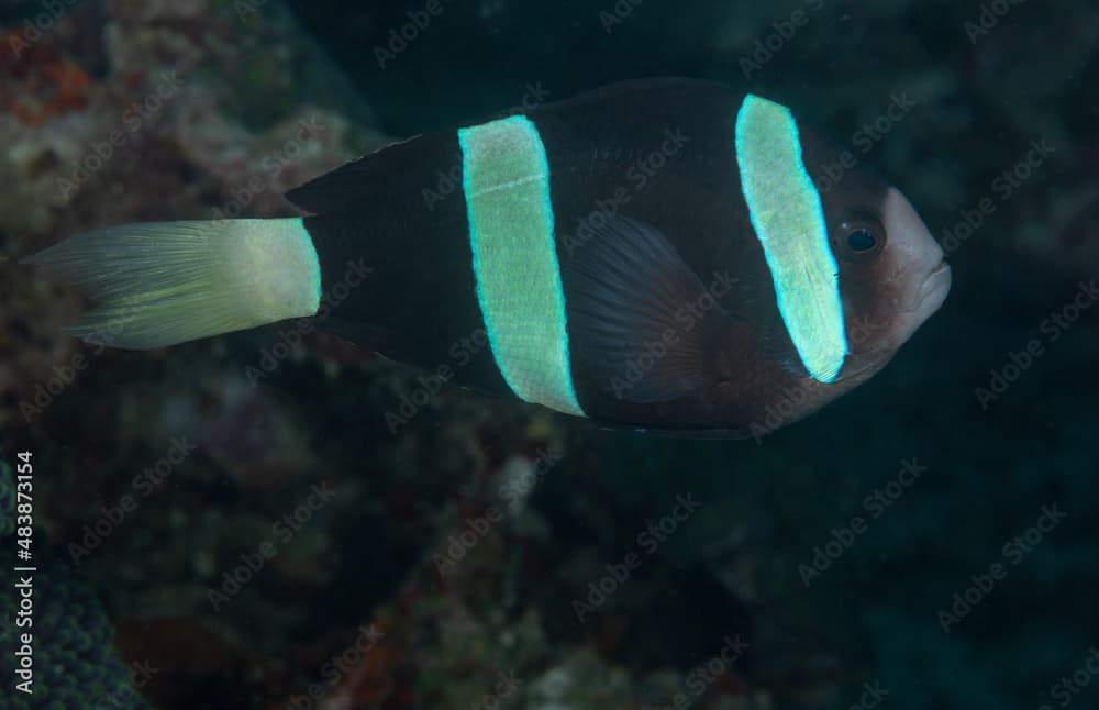 Whitetail angelfish · Centropyge fisheri · Reeflings Library