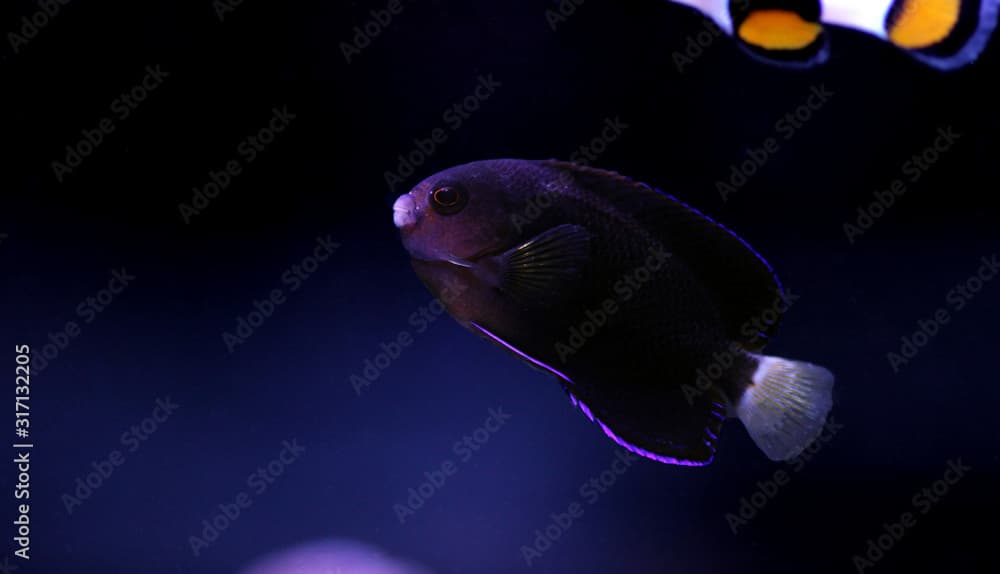 Whitetail angelfish · Centropyge fisheri · Reeflings Library